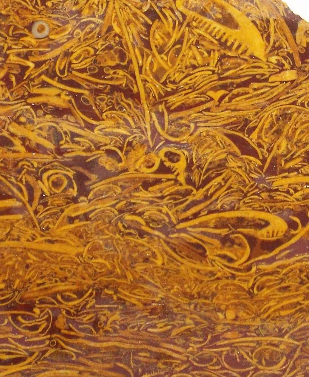 Coquina, Script Stone, Cobra Jasper Slab for Cabbing, Lapidary, Display ...