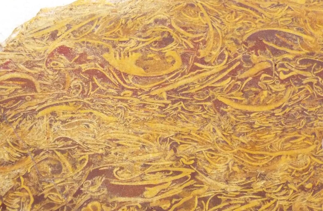 Coquina, Script Stone, Cobra Jasper Slab for Cabbing, Lapidary, Display ...