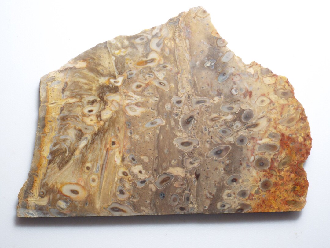 Palm Root Eyes Jasper From Indonesia for Cabbing, Lapidary, Display - Etsy