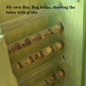 Bee,bug House, With Clear Tubes , (you Can See, How the Bees Form Cells ...