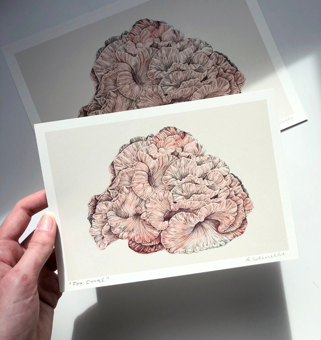 Coral Print // Fox Coral Illustration // Ocean Life // Marine Life ...