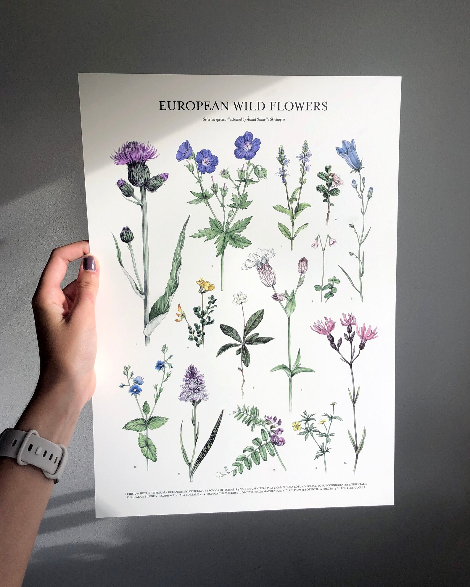 Botanical Print // Scientific Poster // European Wild Flowers ...