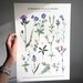 Botanical Print // Scientific Poster // European Wild Flowers ...