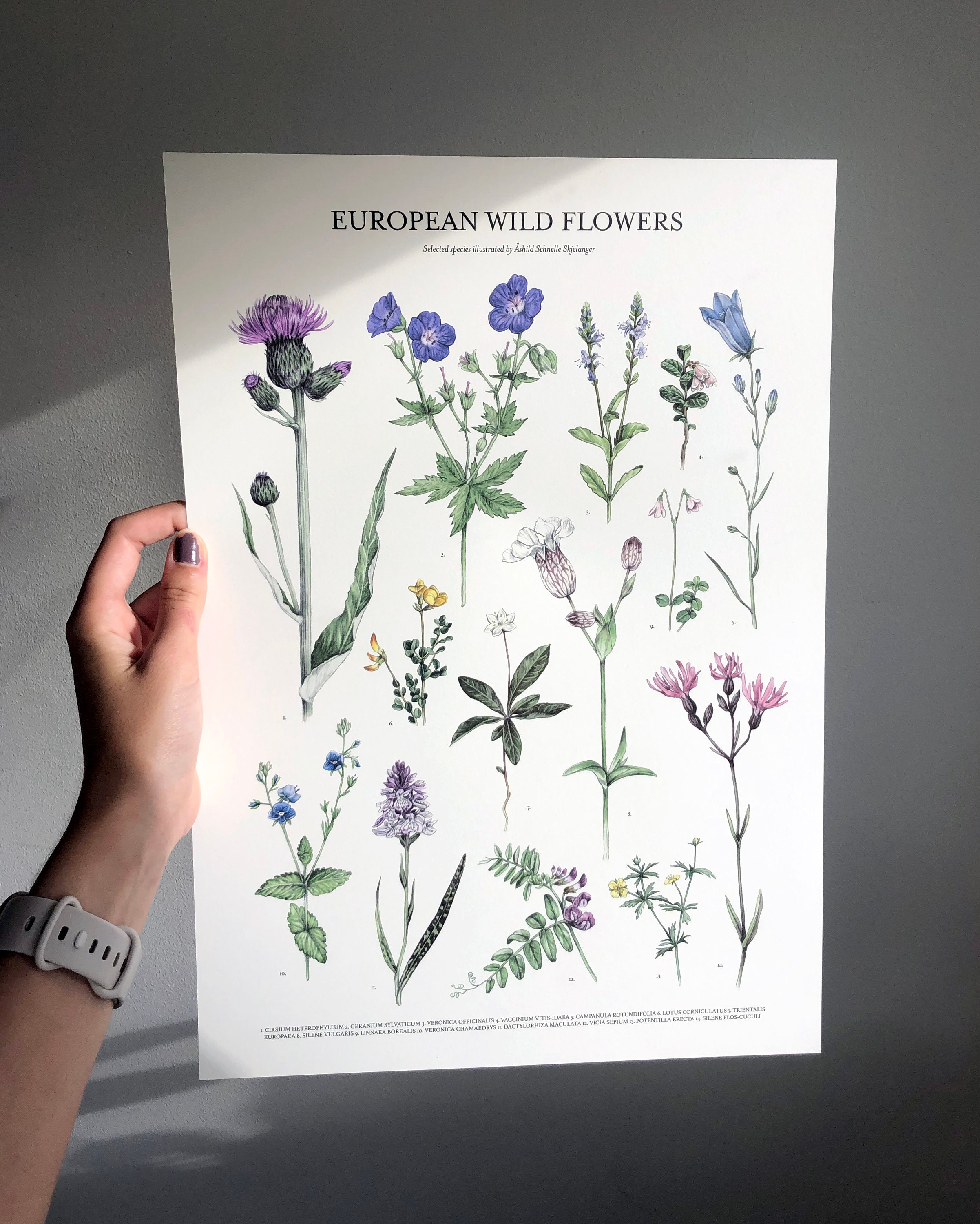 Botanical Print // Scientific Poster // European Wild Flowers ...