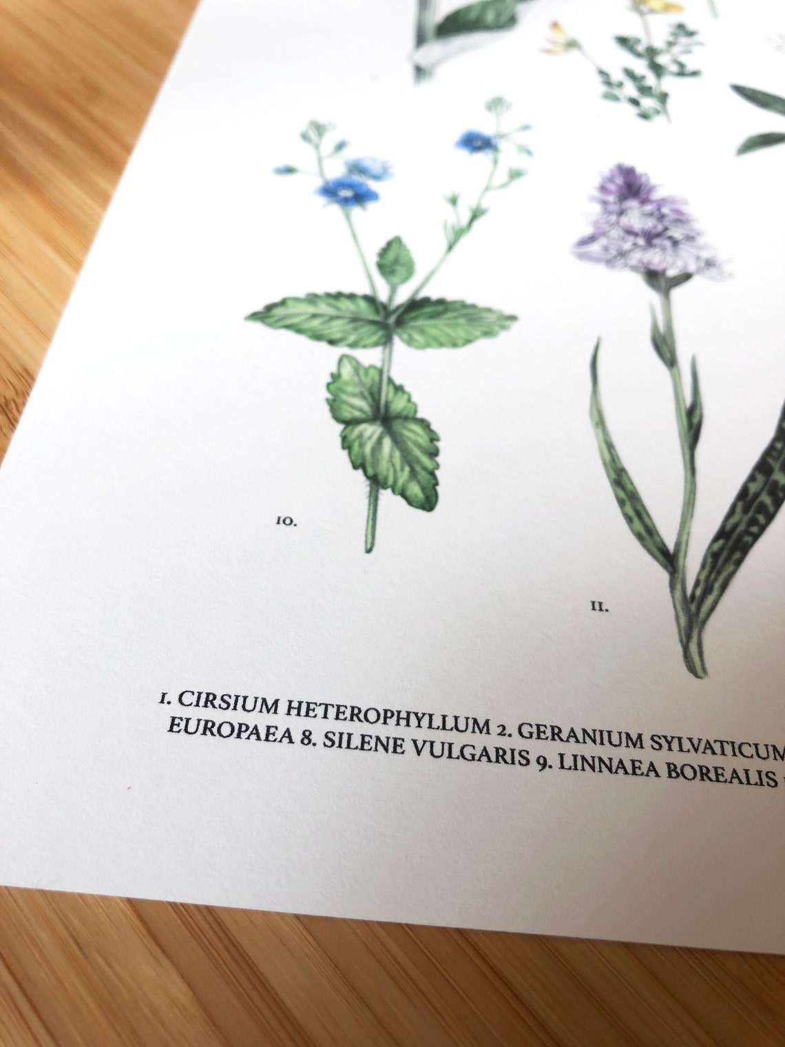 Botanical Print // Scientific Poster // European Wild Flowers ...