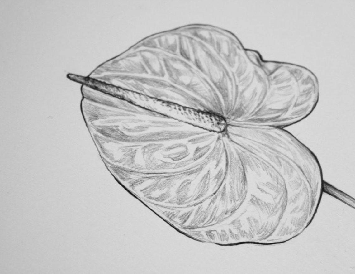 Kala Leaf Illustration // Plant Drawing // Original Art // Minimalistic ...