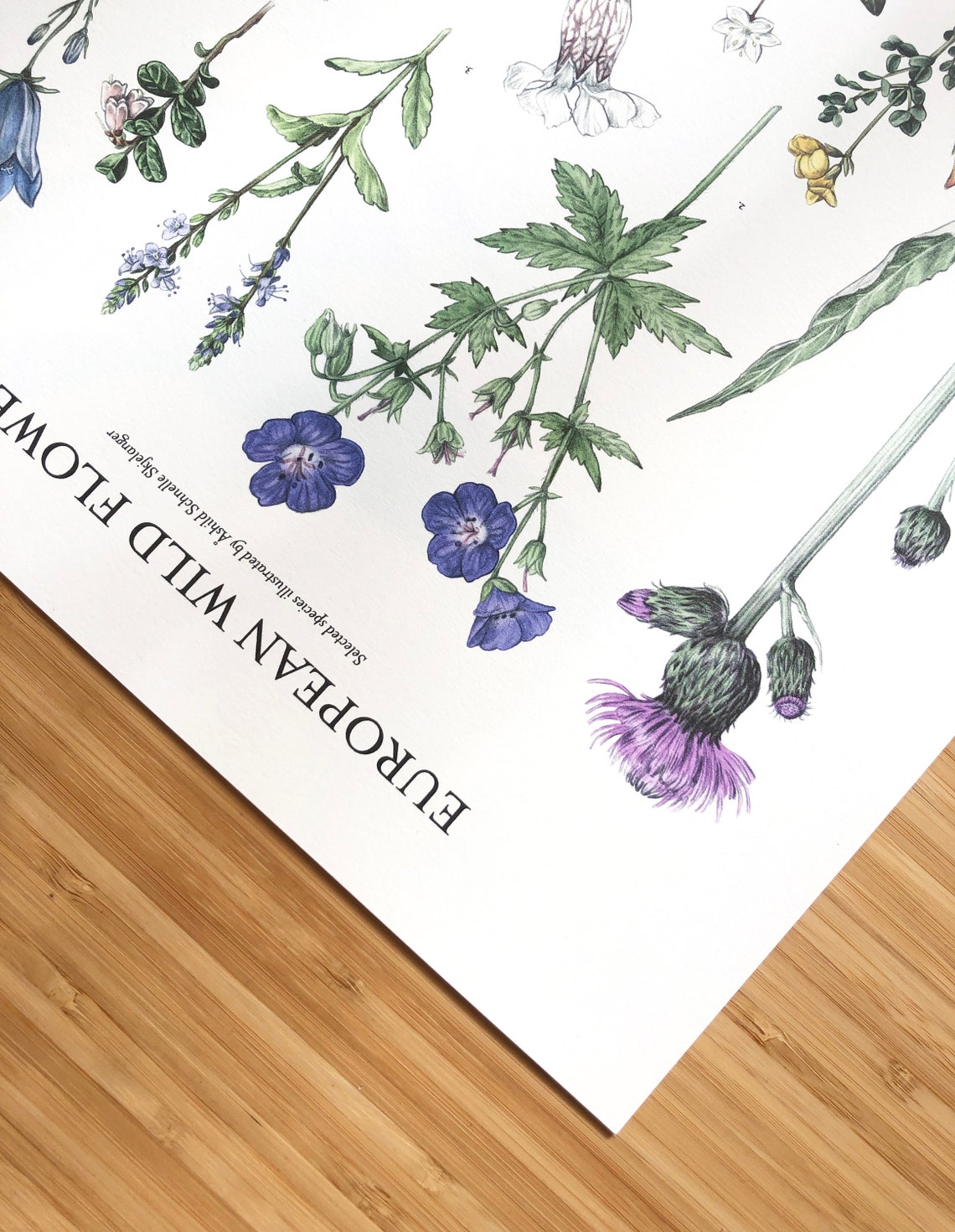 Botanical Print // Scientific Poster // European Wild Flowers ...