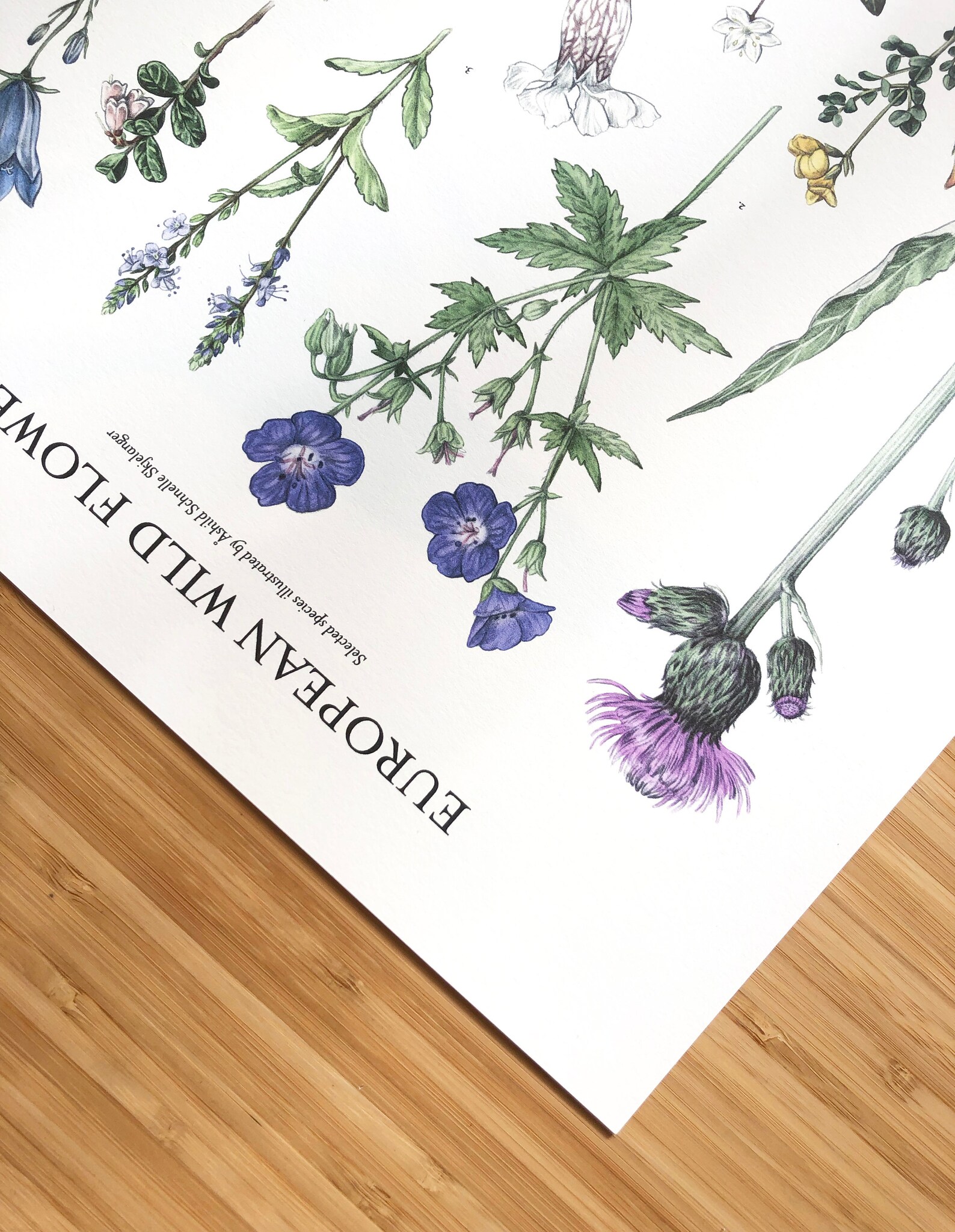 Botanical Print // Scientific Poster // European Wild Flowers ...