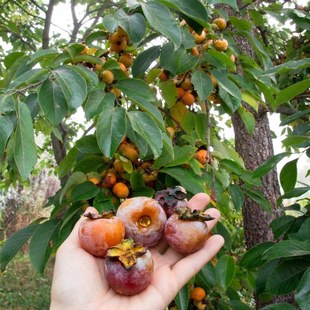 American Persimmon Tree – Native Diospyros Virginiana – Edible Fruit ...
