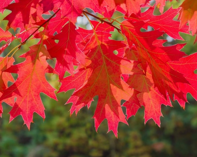 RED OAK TREE, Live Tree, Beautiful Fall Colors, Strong Northern Red Oak ...