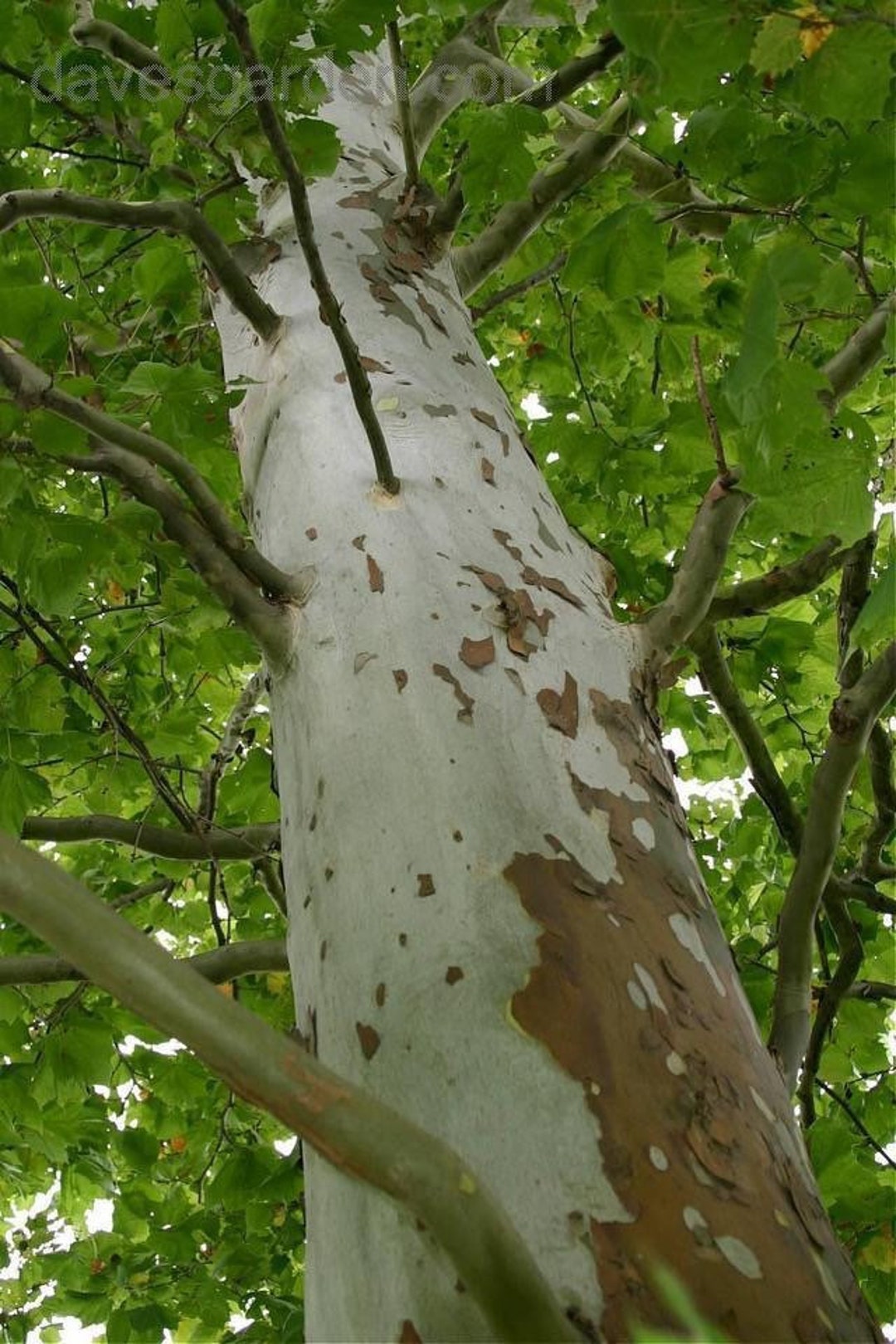 Live American Sycamore Tree, Fast Growing Shade Tree - Etsy