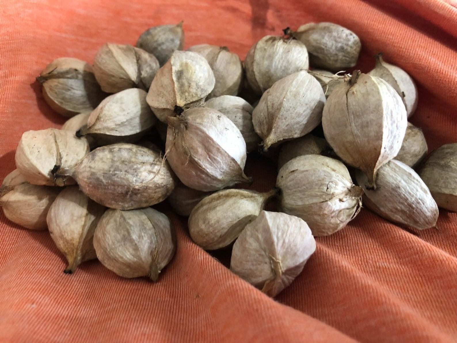 Hickory Nuts, Shagbark, Shellbark Hickory Nuts, Mixed Fresh Hickory ...