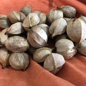 Hickory Nuts, Shagbark, Shellbark Hickory Nuts, Mixed Fresh Hickory ...