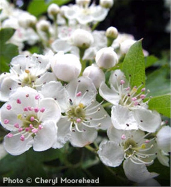 WASHINGTON HAWTHORN TREE Live Small Landscape Tree Small - Etsy