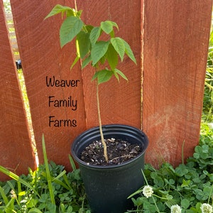 HACKBERRY TREE, Live Native Shade Tree, Quick Growing, Easy to Grow - Etsy