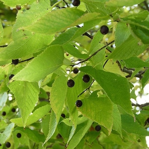 HACKBERRY TREE, Live Native Shade Tree, Quick Growing, Easy to Grow - Etsy