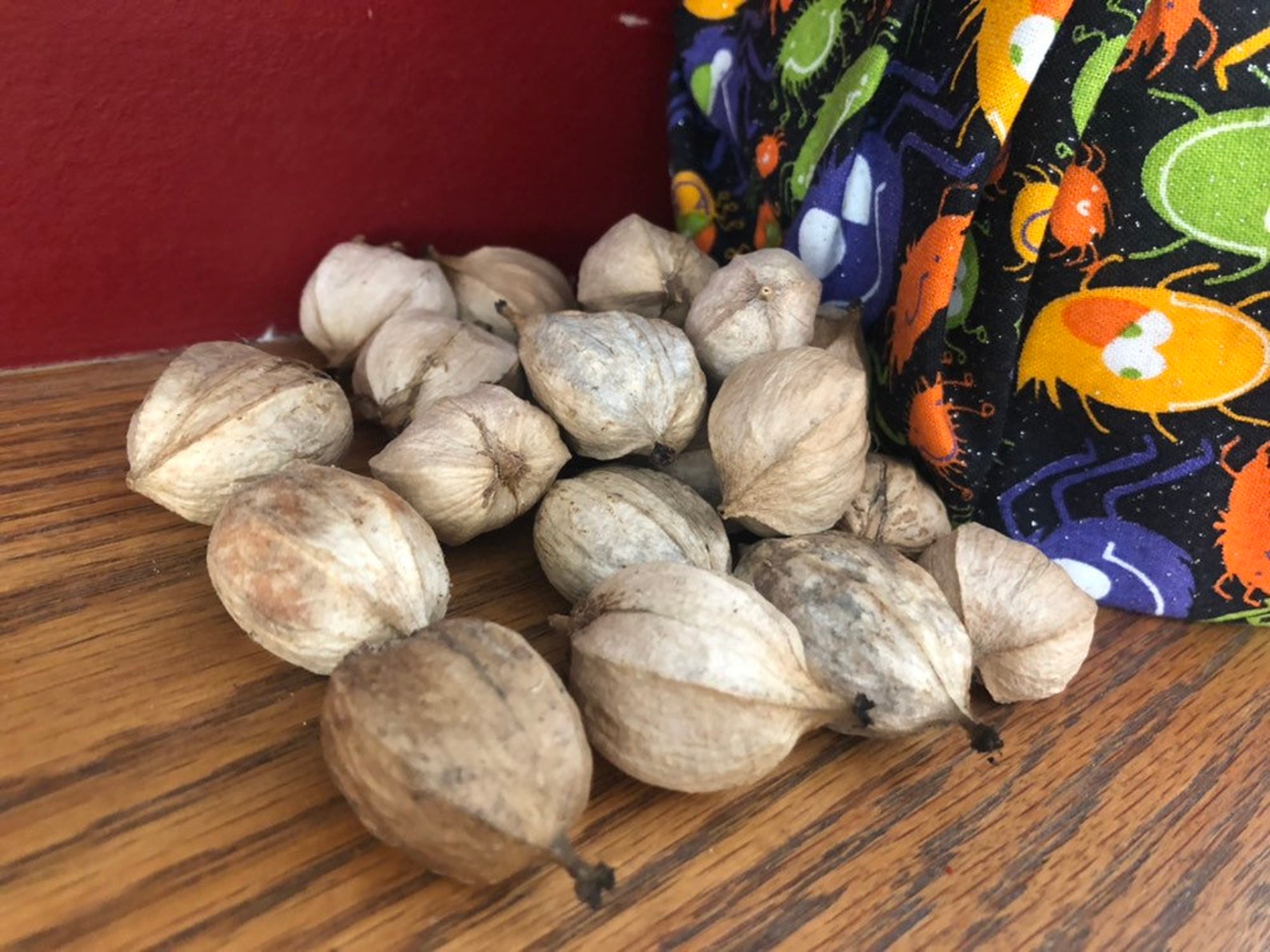 Hickory Nuts, Shagbark, Shellbark Hickory Nuts, Mixed Fresh Hickory ...