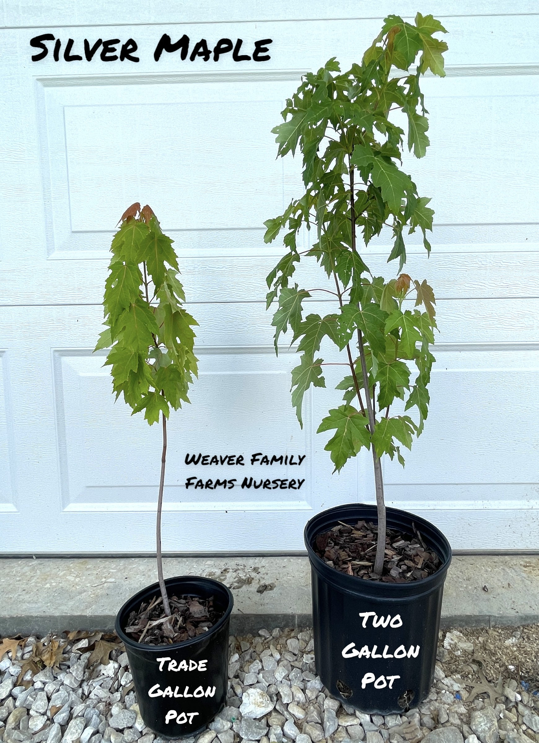 Young Silver Maple Tree