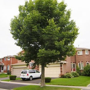 HACKBERRY TREE, Live Native Shade Tree, Quick Growing, Easy to Grow - Etsy