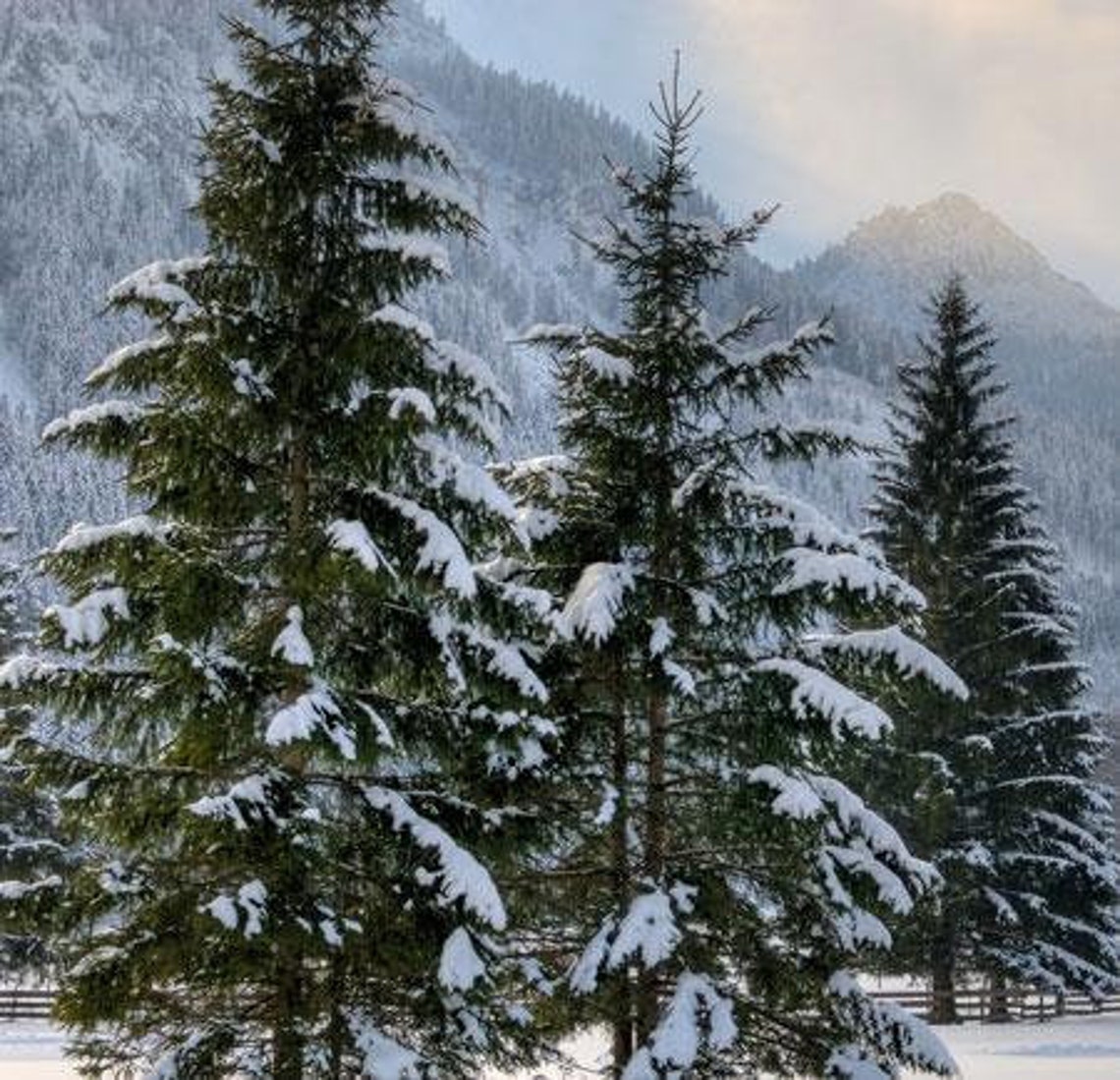 NORWAY SPRUCE, Screening Tree, Fast Growing Tree, Live Tree, Wind Block ...