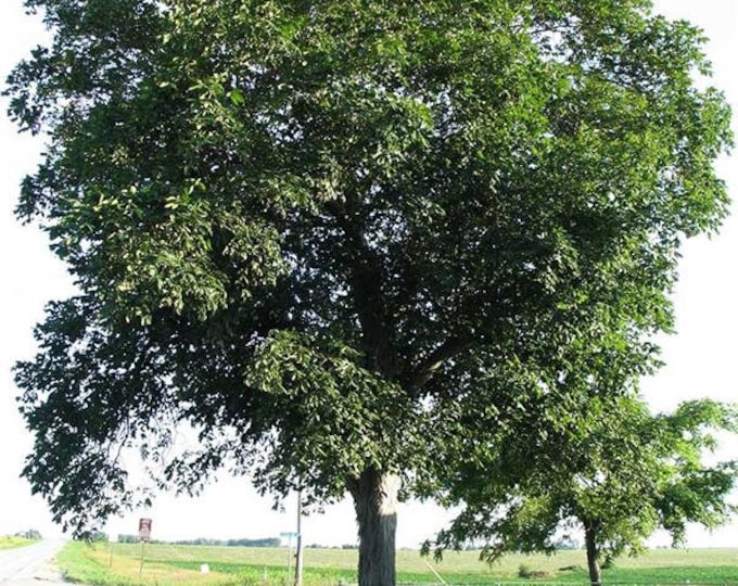 HICKORY NUT TREE, Shellbark Hickory, Live Tree, Native Nut Tree, Shade ...