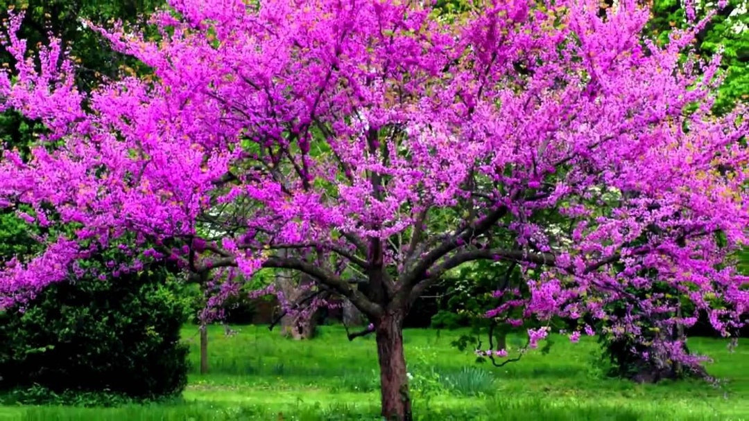 REDBUD LIVE TREE, Beautiful Small Tree, Native Tree, Small Shade Tree ...