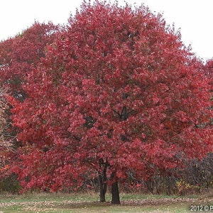 RED OAK TREE, Live Tree, Beautiful Fall Colors, Strong Northern Red Oak ...