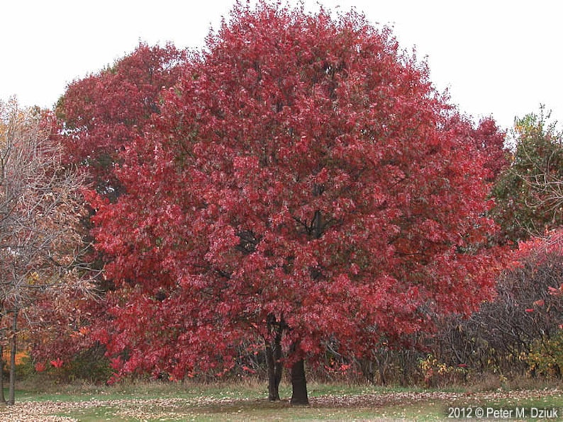 Northern Red Oak Tree, Fall Colors, Trade Gallon Pot - Etsy