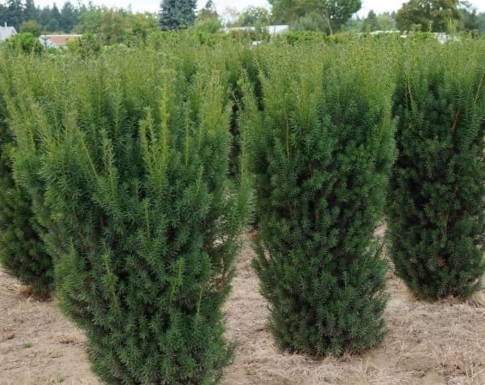 TAXUS 'HICKSII' - YEW -starter Plant - Approx 6 Inch - Etsy