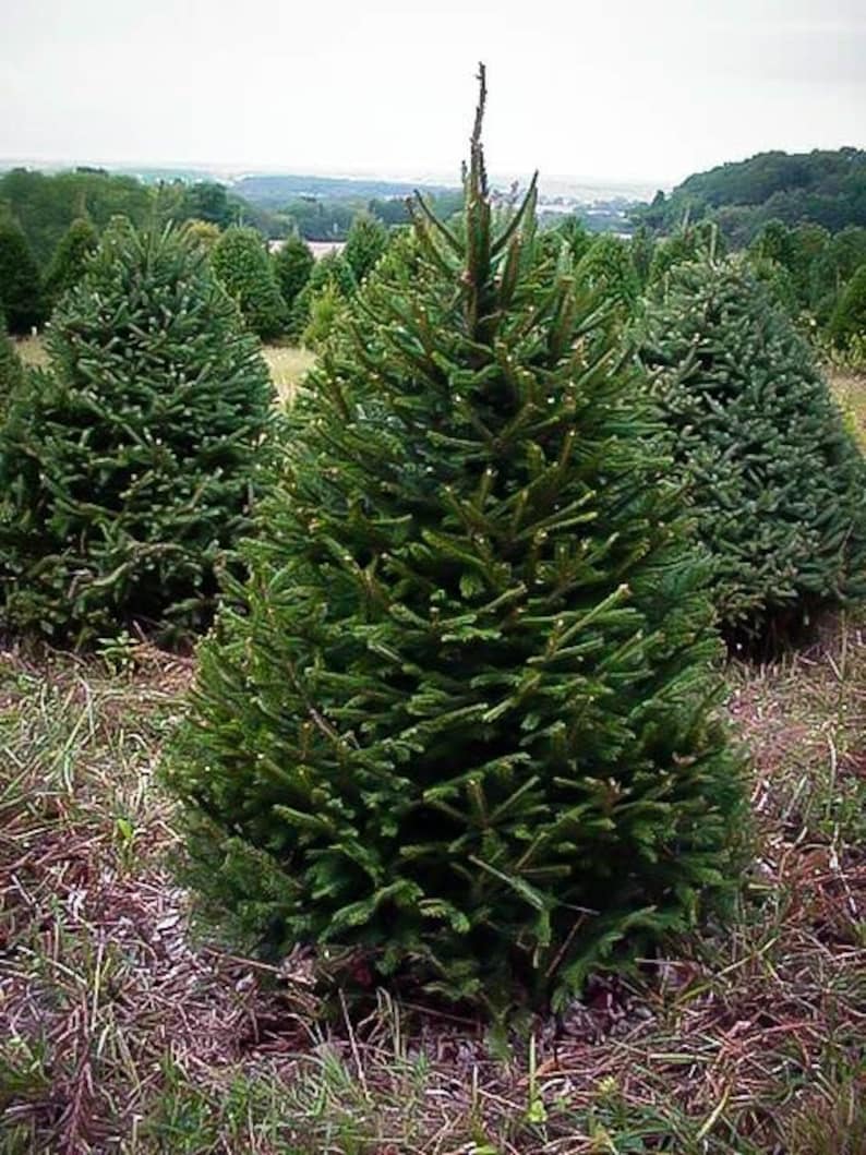 NORWAY SPRUCE, Screening Tree, Fast Growing Tree, Live Tree, Wind Block ...
