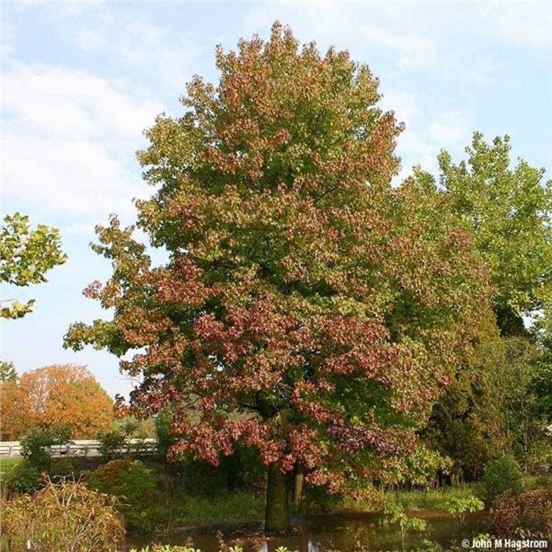 Sweet Gum - Etsy