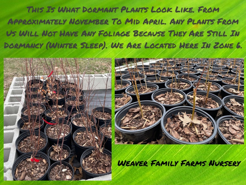 HACKBERRY TREE Live Native Shade Tree Quick Growing Easy to | Etsy