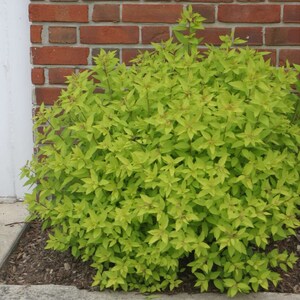 GOLD MOUND SPIREA, Bright Gold Small Shrub, Live Plant Spiraea Japonica ...