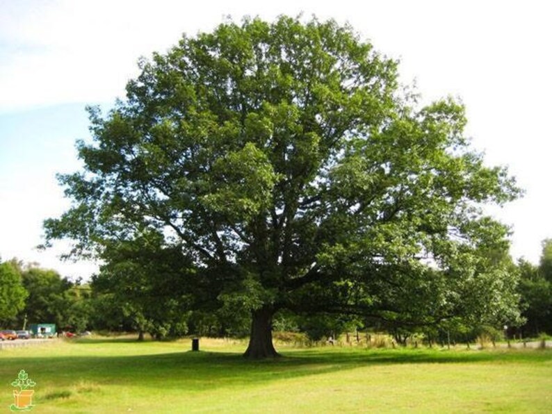 Northern Red Oak Tree, Fall Colors, Trade Gallon Pot - Etsy
