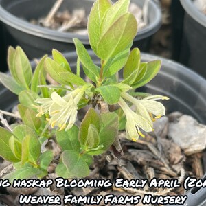 Indigo Treat HASKAP Honey Berry PLANT, Live Food Plants, Fast & Easy to ...