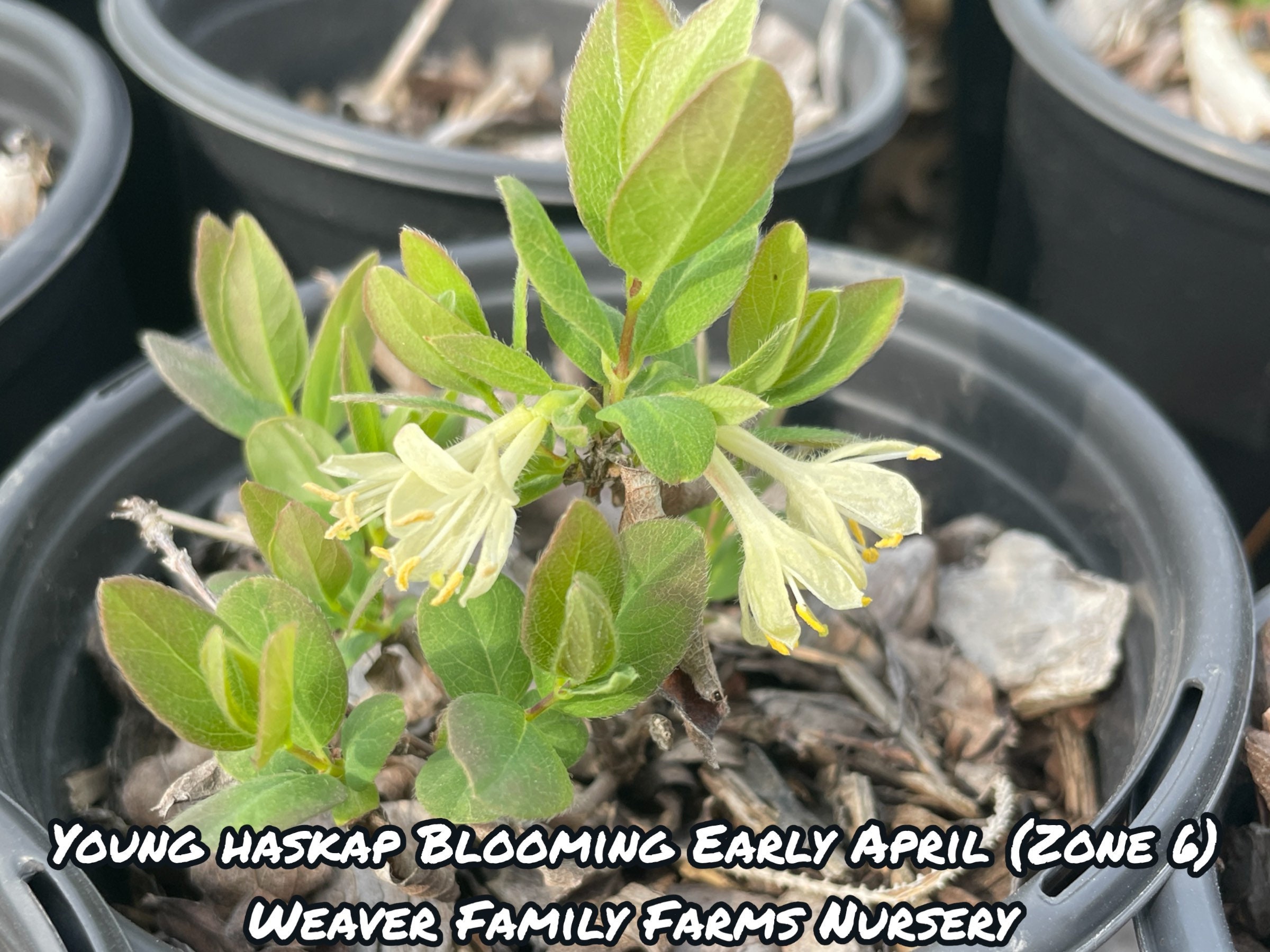TUNDRA HASKAP Honey Berry PLANT, Live Food Plants, Fast & Easy to Grow ...