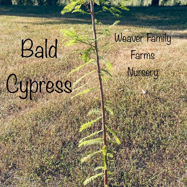 Bald Cypress - Etsy