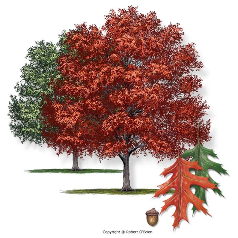 Shumard Oak Tree Shade Tree Beautiful Fall Colors Live | Etsy