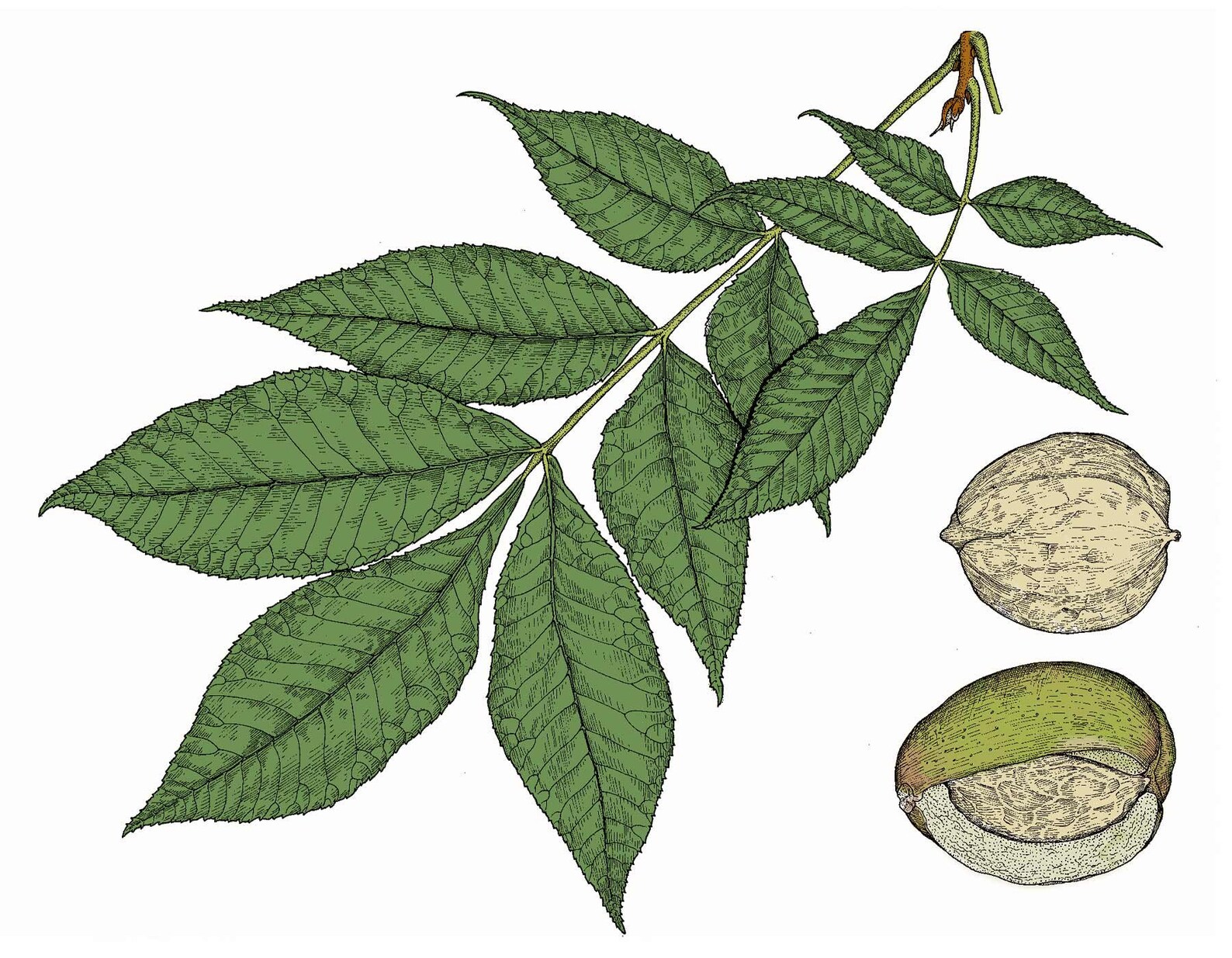 HICKORY NUT TREE, Shellbark Hickory, Live Tree, Native Nut Tree, Shade ...