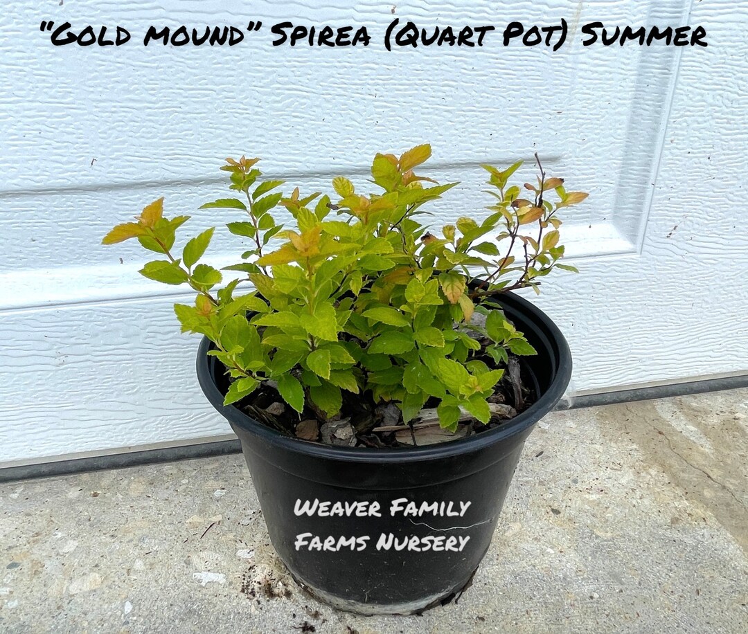 GOLD MOUND Spirea, Bright Gold Small Shrub, Live Plant Spiraea Japonica ...