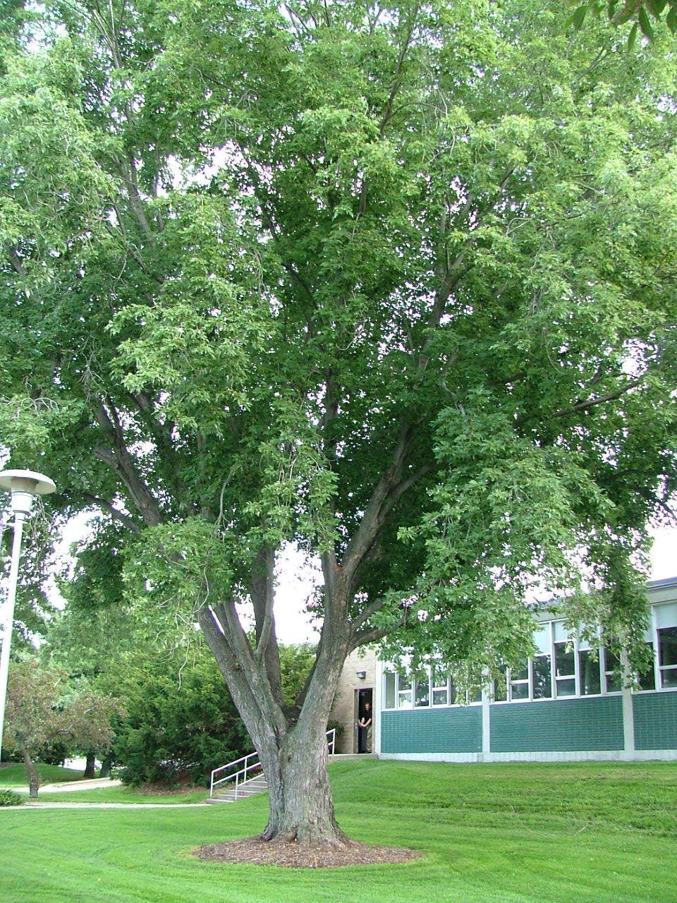 Silver Maple Tree Fall