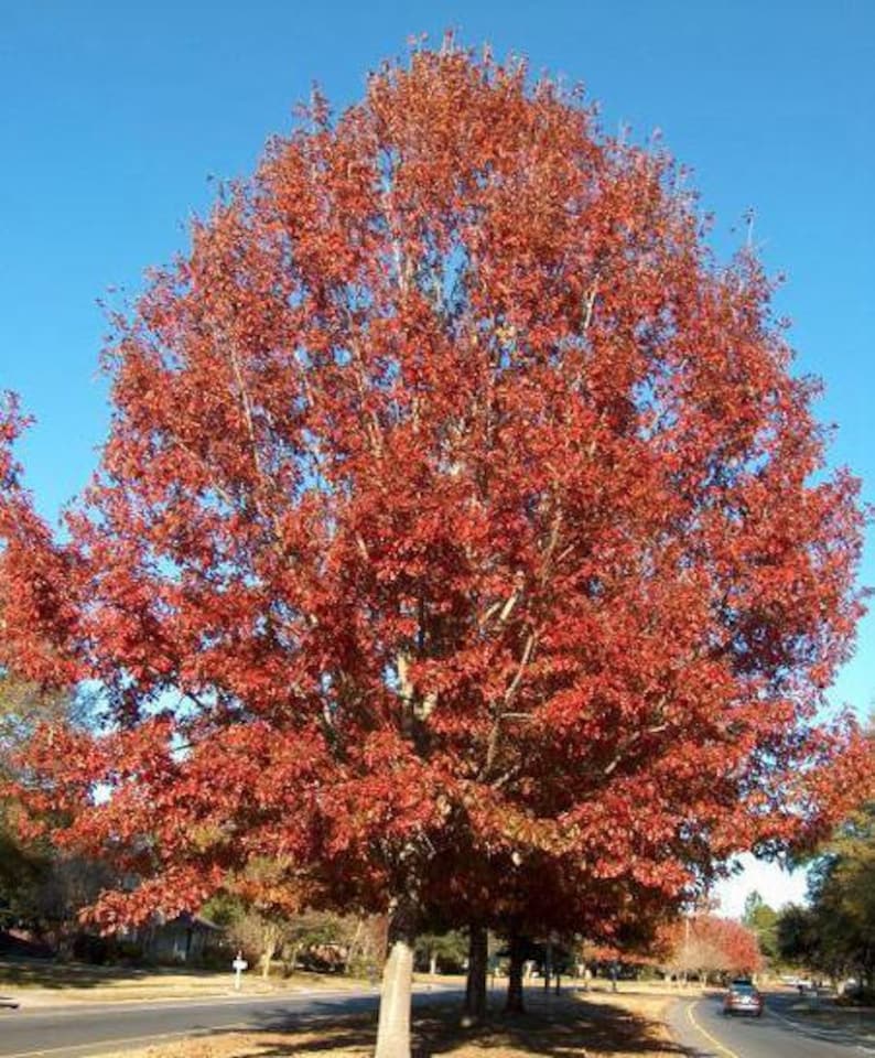 Shumard Oak Tree Shade Tree Beautiful Fall Colors Live | Etsy