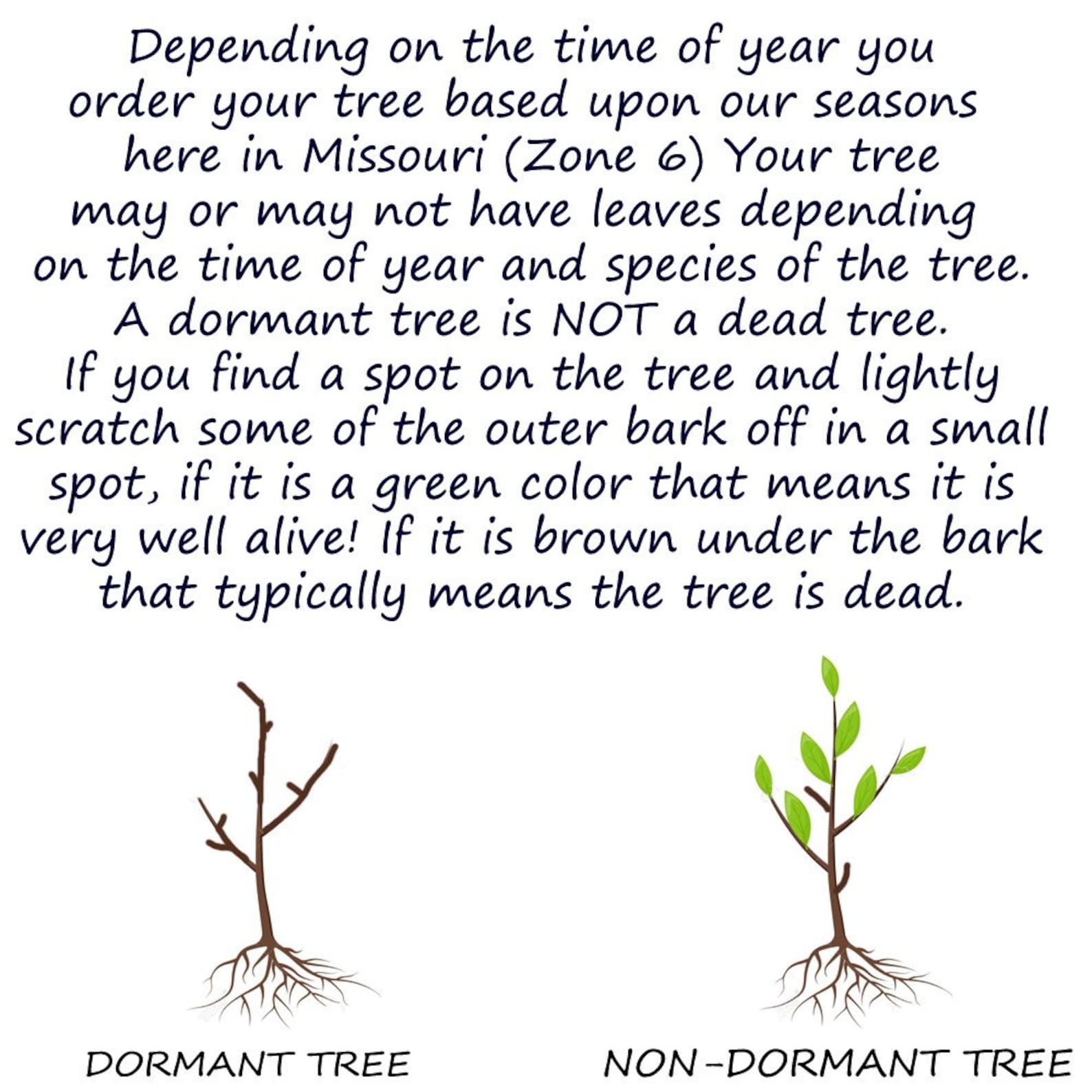 HICKORY NUT TREE, Shellbark Hickory, Live Tree, Native Nut Tree, Shade ...