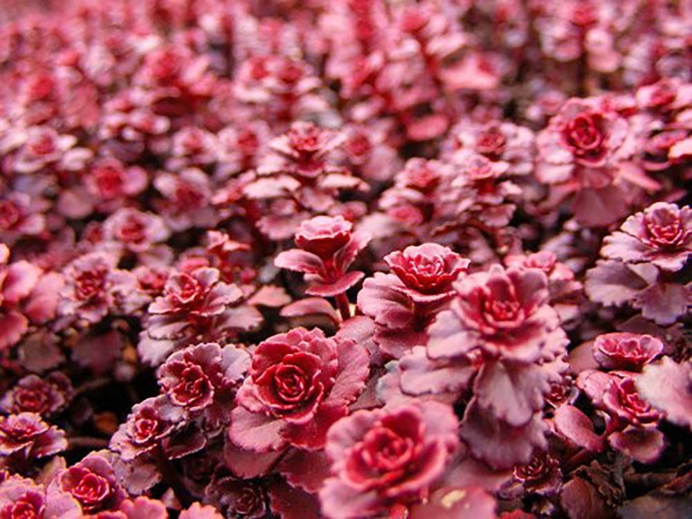 Red Stonecrop Ground Cover Garden With Drought Tolerant Creeping Sedum