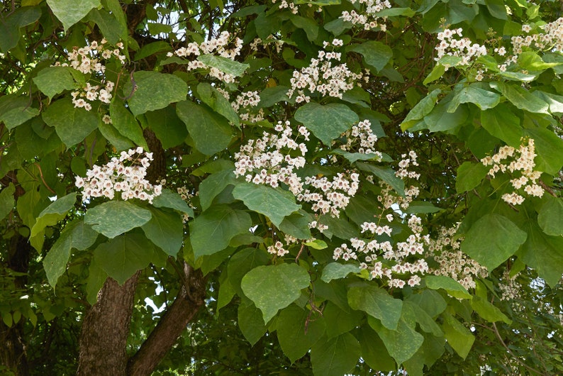CATALPA LIVE TREE, Perfect Shade Tree, Beautiful White Flowers, Easy to ...