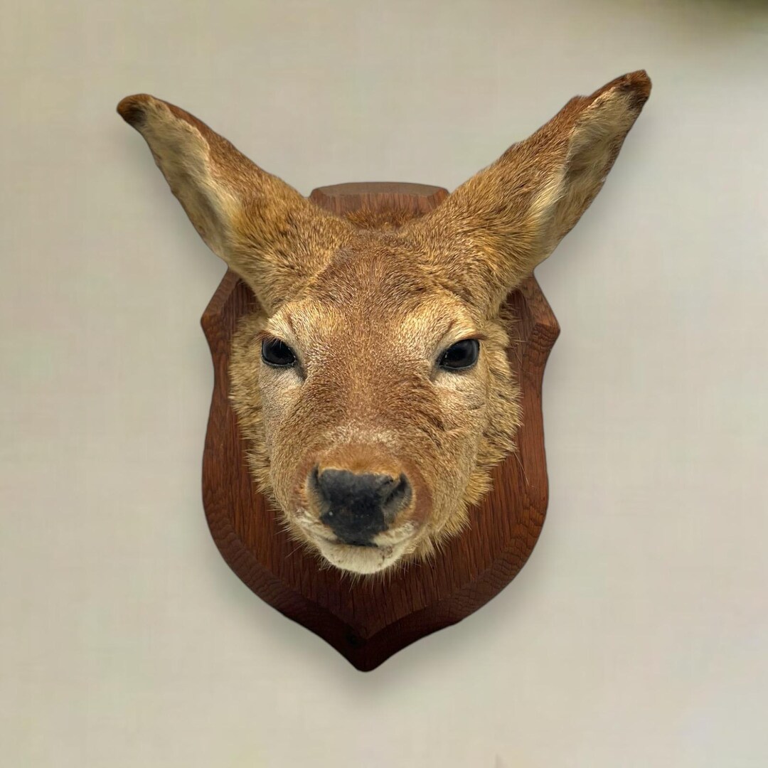 Taxidermy Roe Deer Head Mounted on a Wooden Shield, Good Condition B27 ...