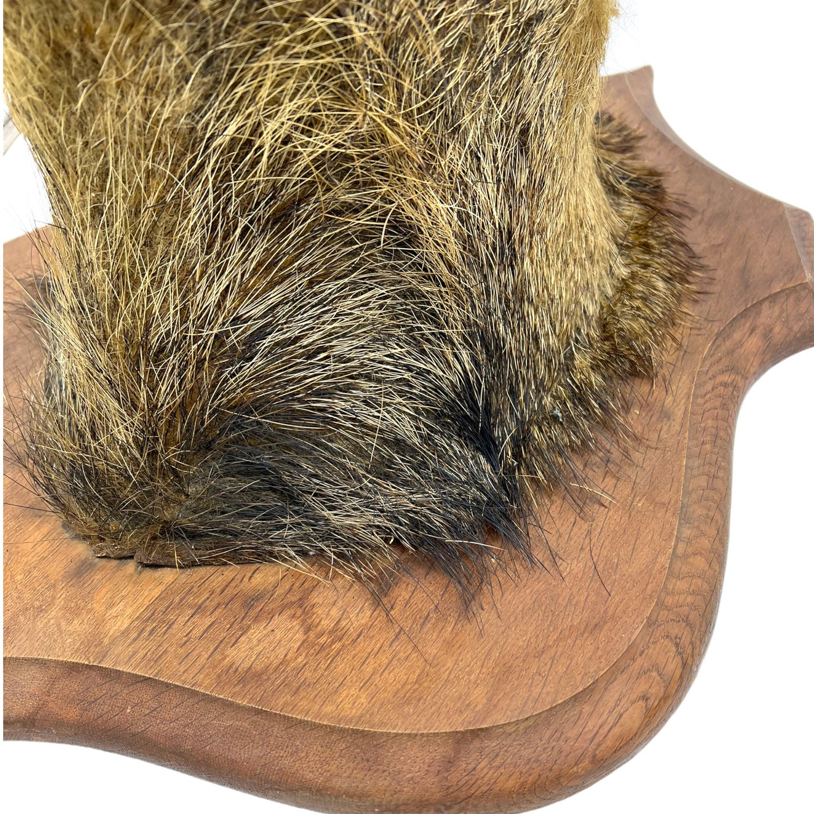 Taxidermy Boar Head Mounted Taxidermy Wild Boar Mounted - Etsy UK