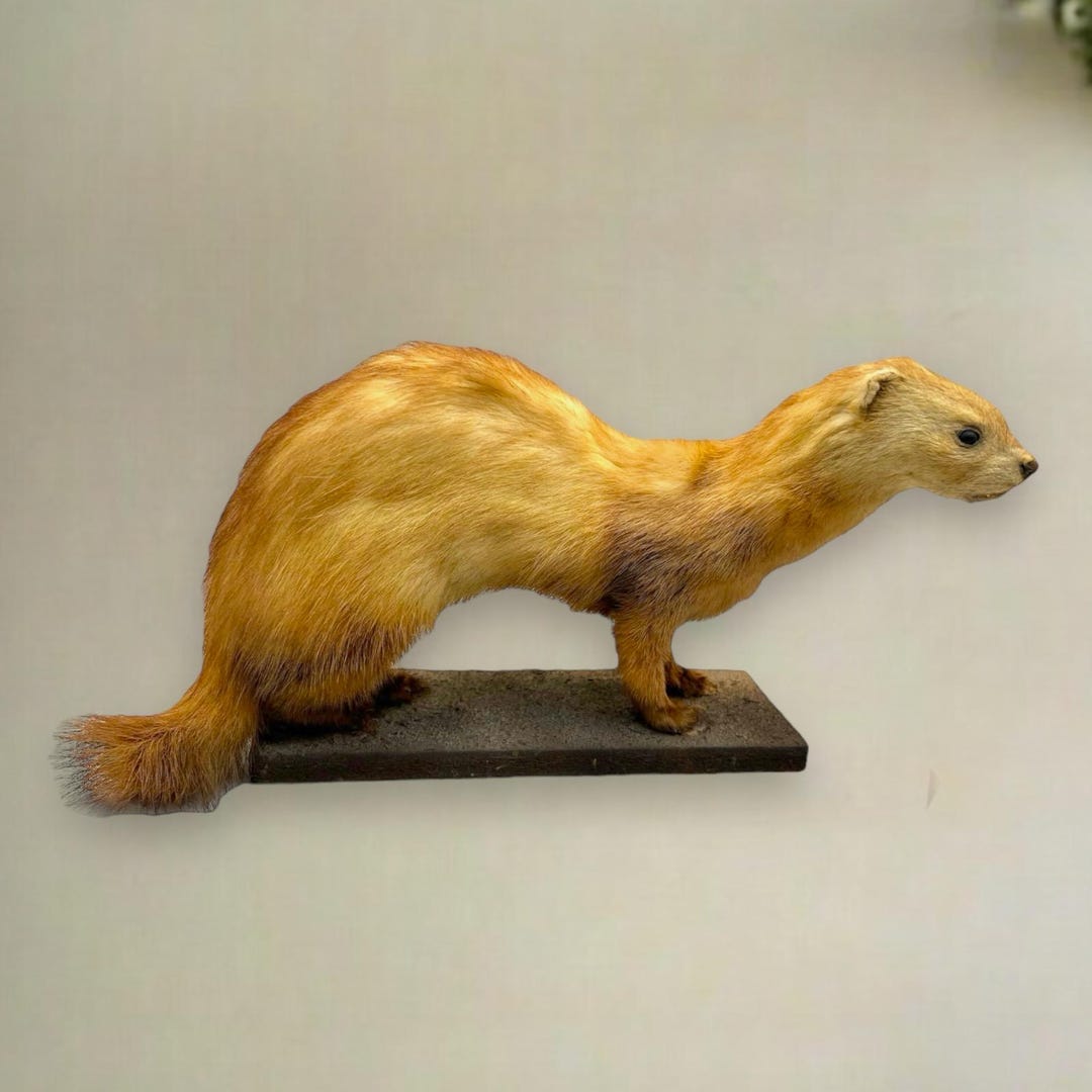 French Vintage Taxidermy Weasel Pine Marten Stoat, Taxidermy Wildlife ...