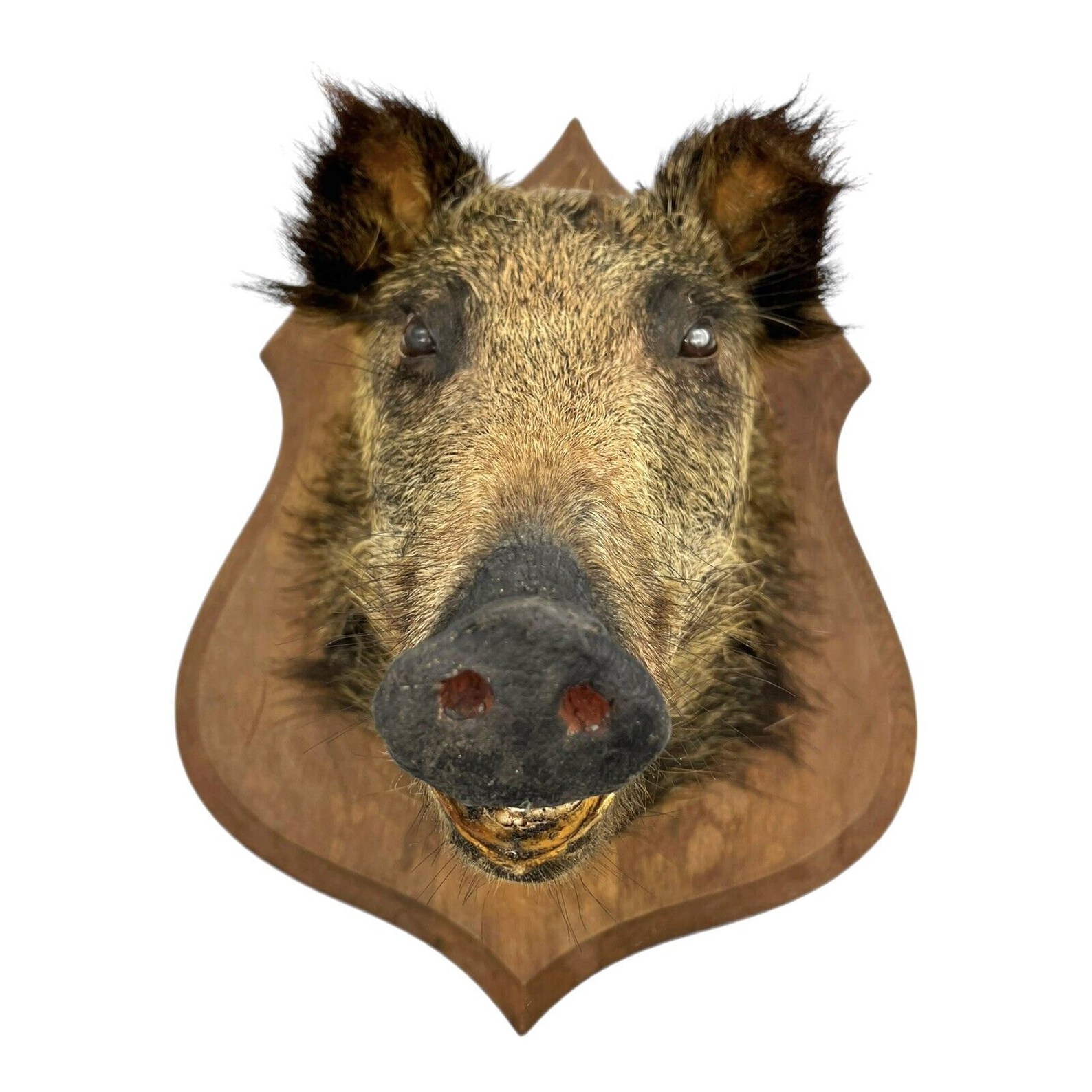 Taxidermy Boar Head Mounted Taxidermy Wild Boar Mounted - Etsy UK