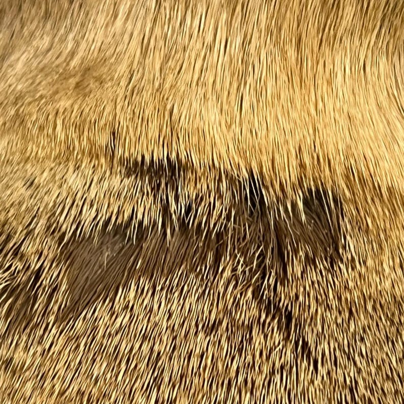 Vintage Taxidermy Roe Deer Head – Mounted - for RESTORATION - Etsy UK